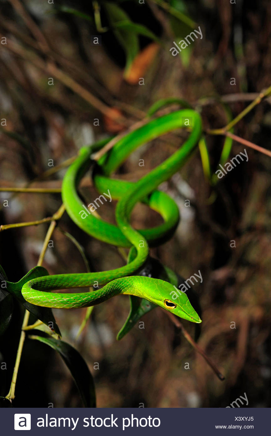Longnose Whipsnake High Resolution Stock Photography and Images - Alamy