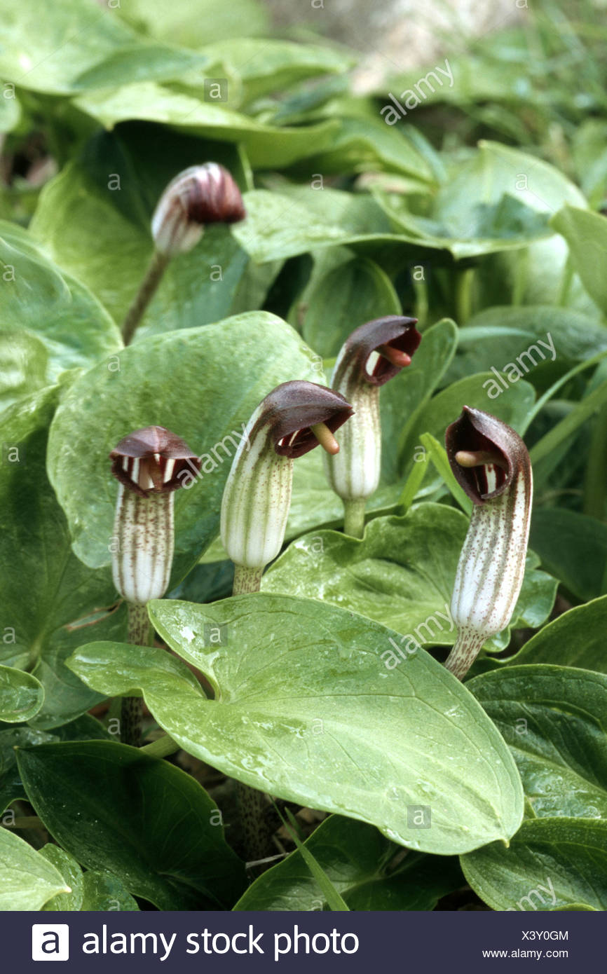 Friars Cowl Arisarum Vulgare High Resolution Stock Photography and ...
