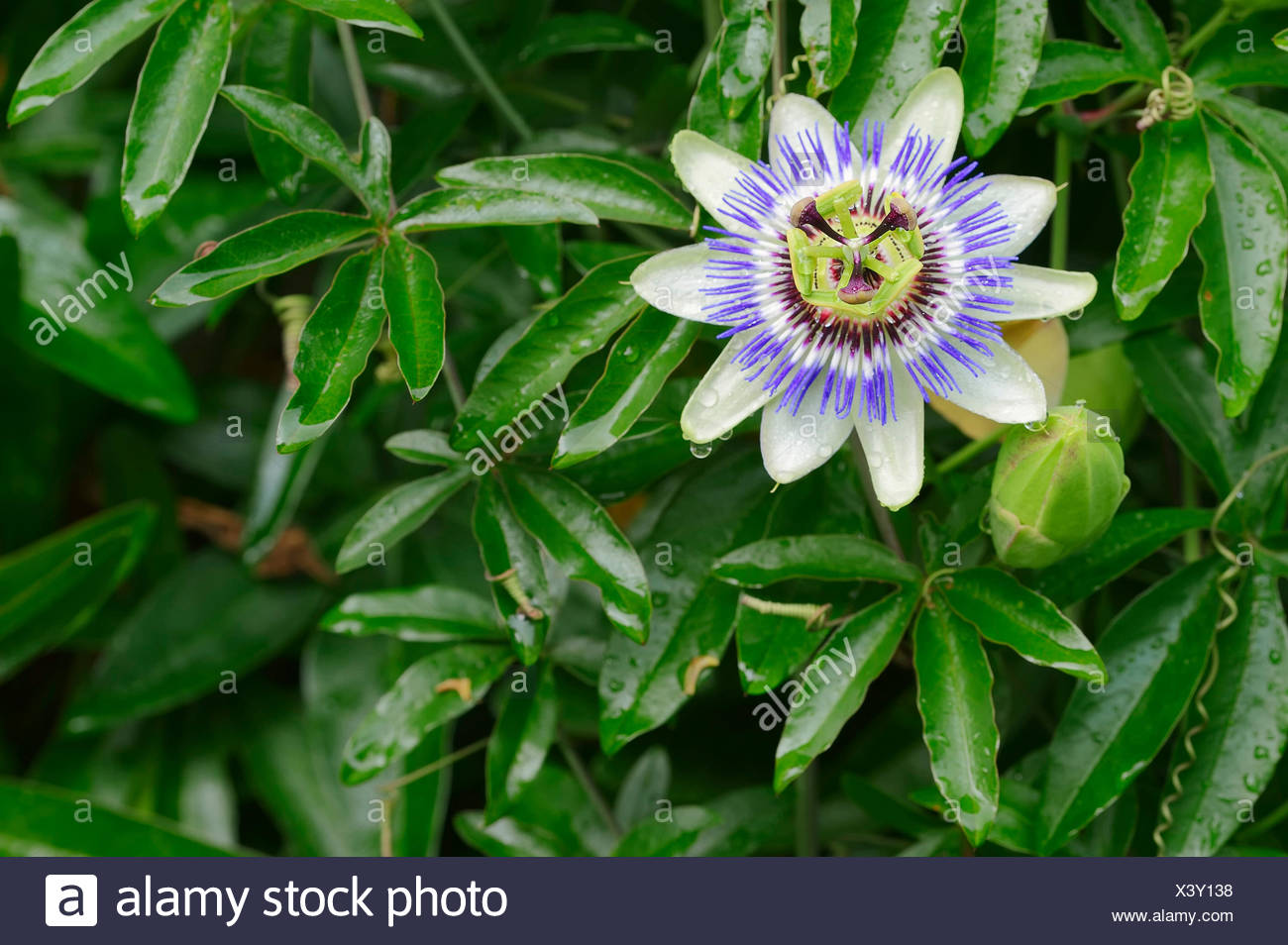 Brazil Native Flower High Resolution Stock Photography and Images - Alamy
