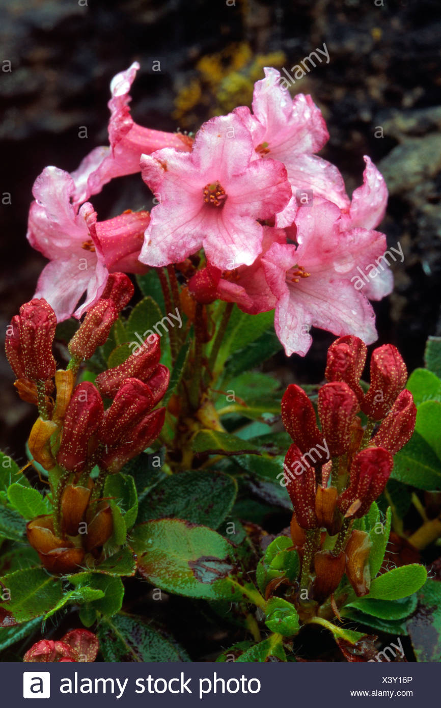 Alpine Rose High Resolution Stock Photography and Images - Alamy