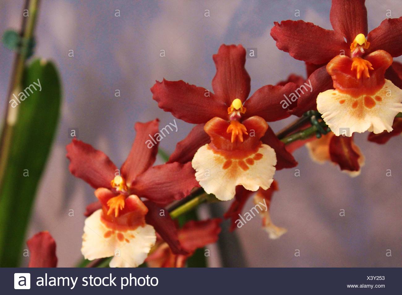 Orchid Flower Yellow Orange High Resolution Stock Photography and ...