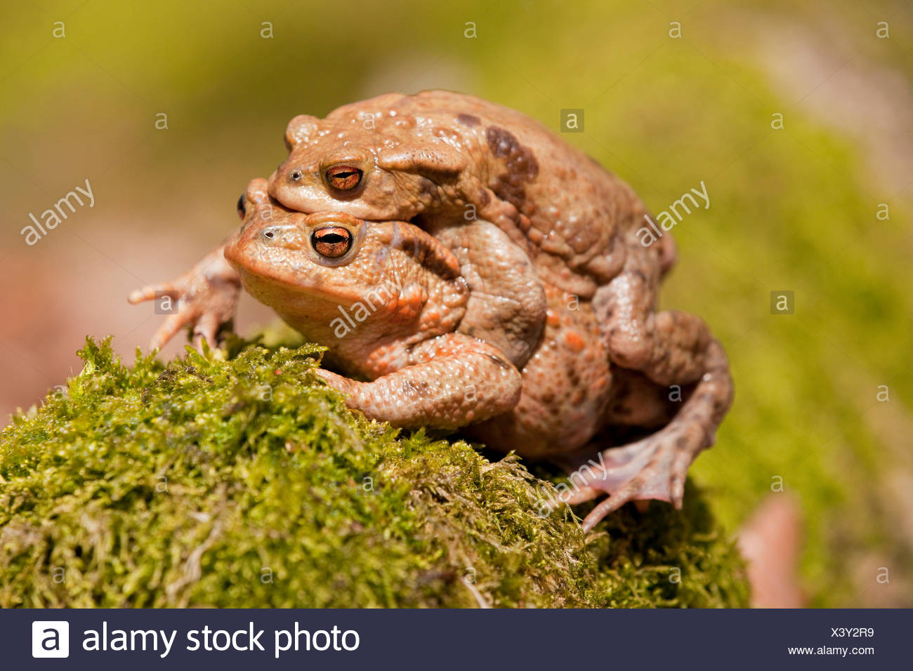 Mating Toads High Resolution Stock Photography and Images - Alamy