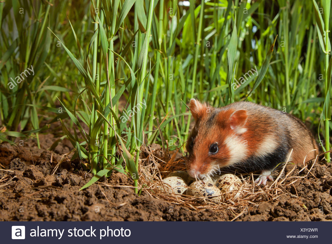 Hamster In Nest High Resolution Stock Photography and Images - Alamy