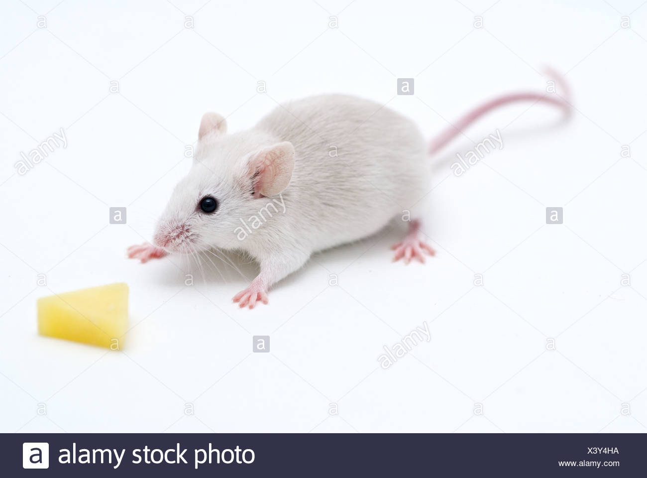 Lab Mouse Stock Photos & Lab Mouse Stock Images - Alamy