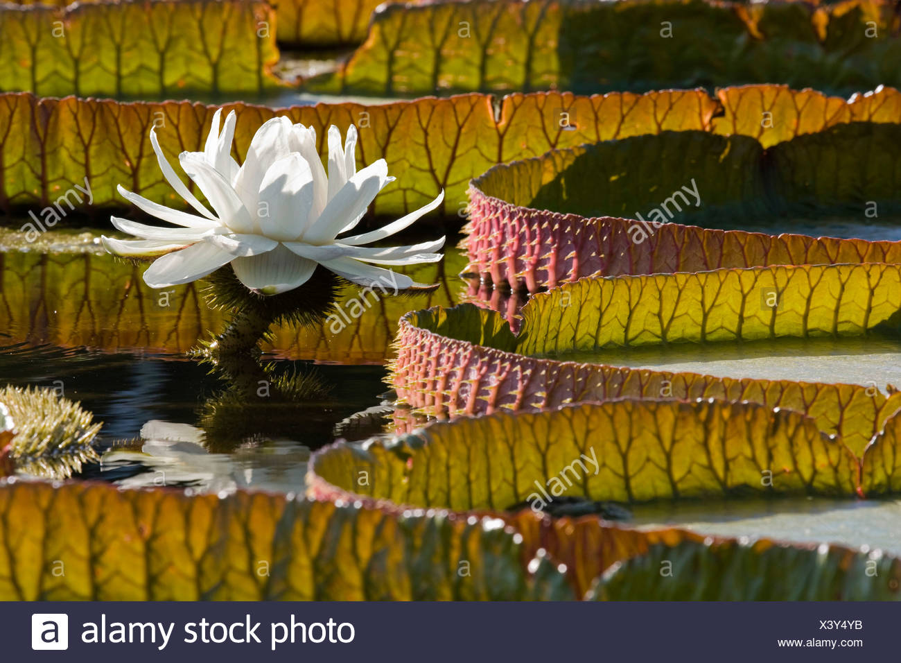 Victoria Amazonica A High Resolution Stock Photography and Images - Alamy