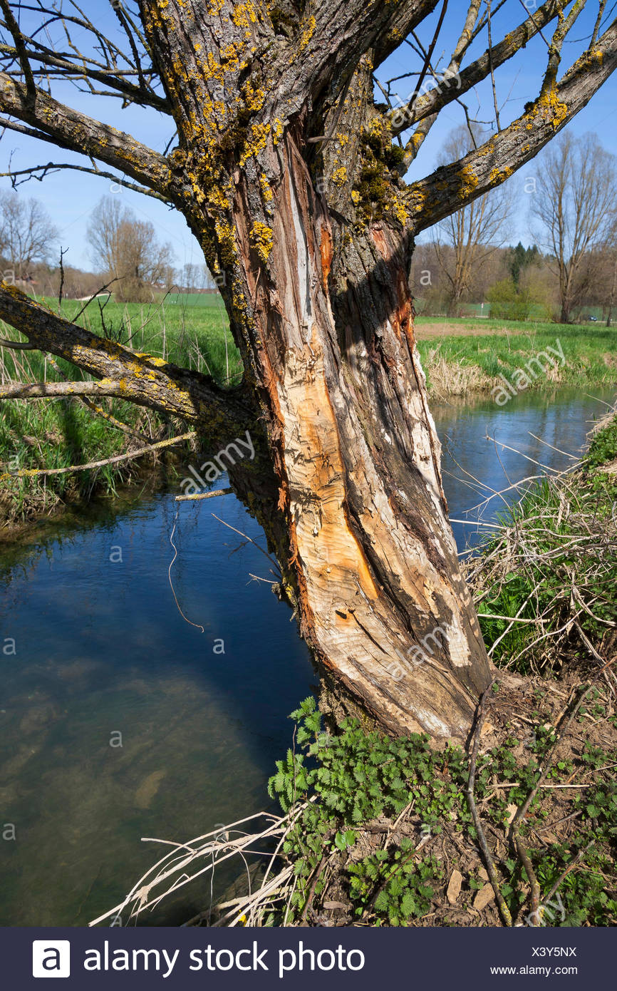 Beaver Tree Stock Photos & Beaver Tree Stock Images - Alamy