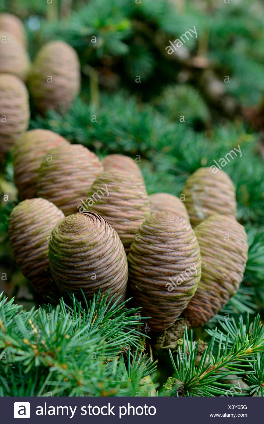 Cedrus Of Lebanon High Resolution Stock Photography and Images - Alamy