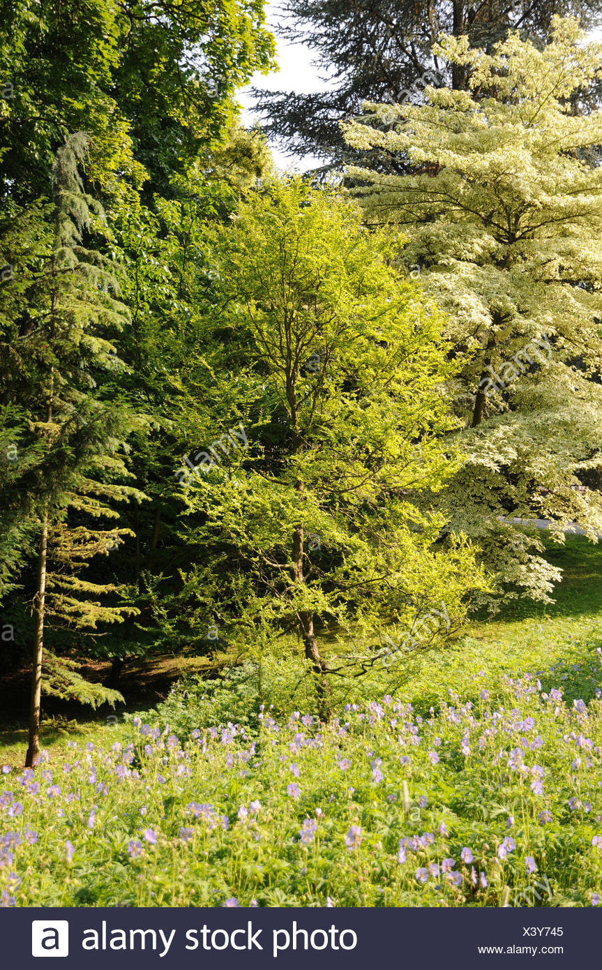 Southern Beech High Resolution Stock Photography and Images - Alamy