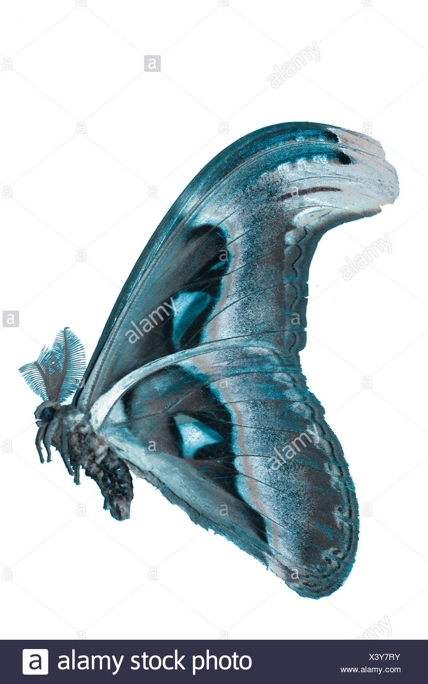 Giant Atlas High Resolution Stock Photography and Images - Alamy