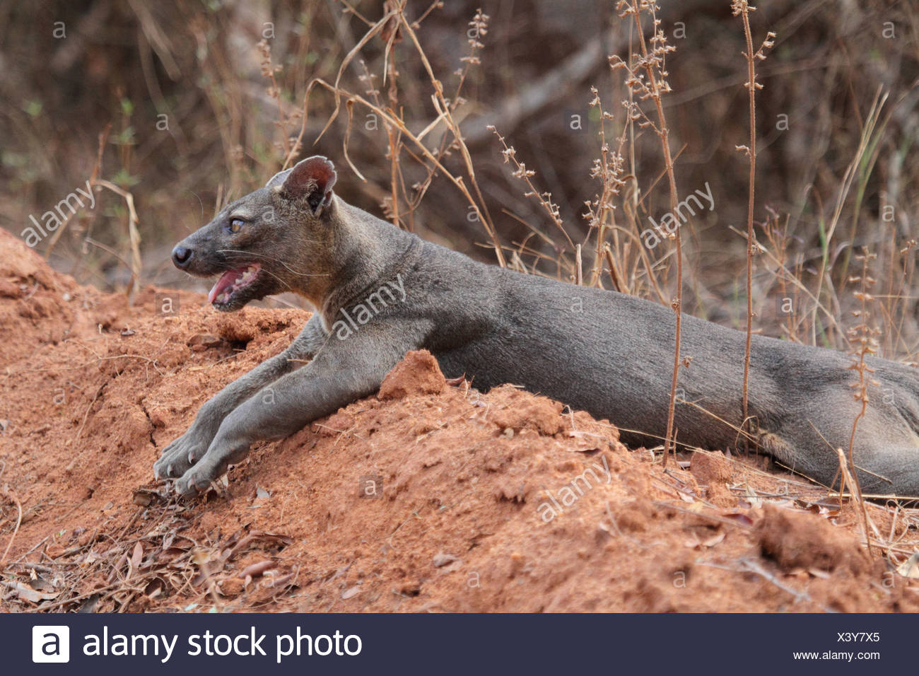 Fosa Stock Photos & Fosa Stock Images - Alamy