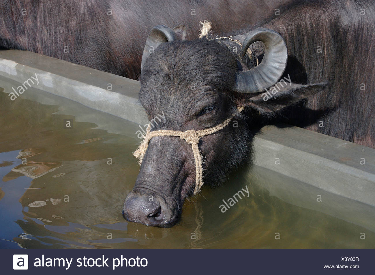 Buffalo Drinking Water From Man Made Pond High Resolution Stock ...