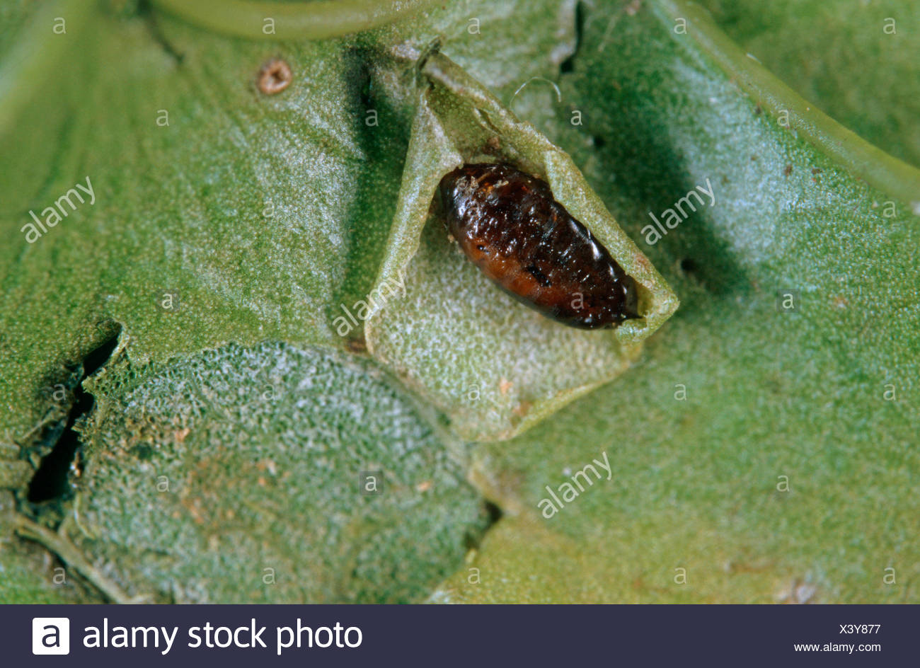 Holly Leaf Miner High Resolution Stock Photography and Images - Alamy