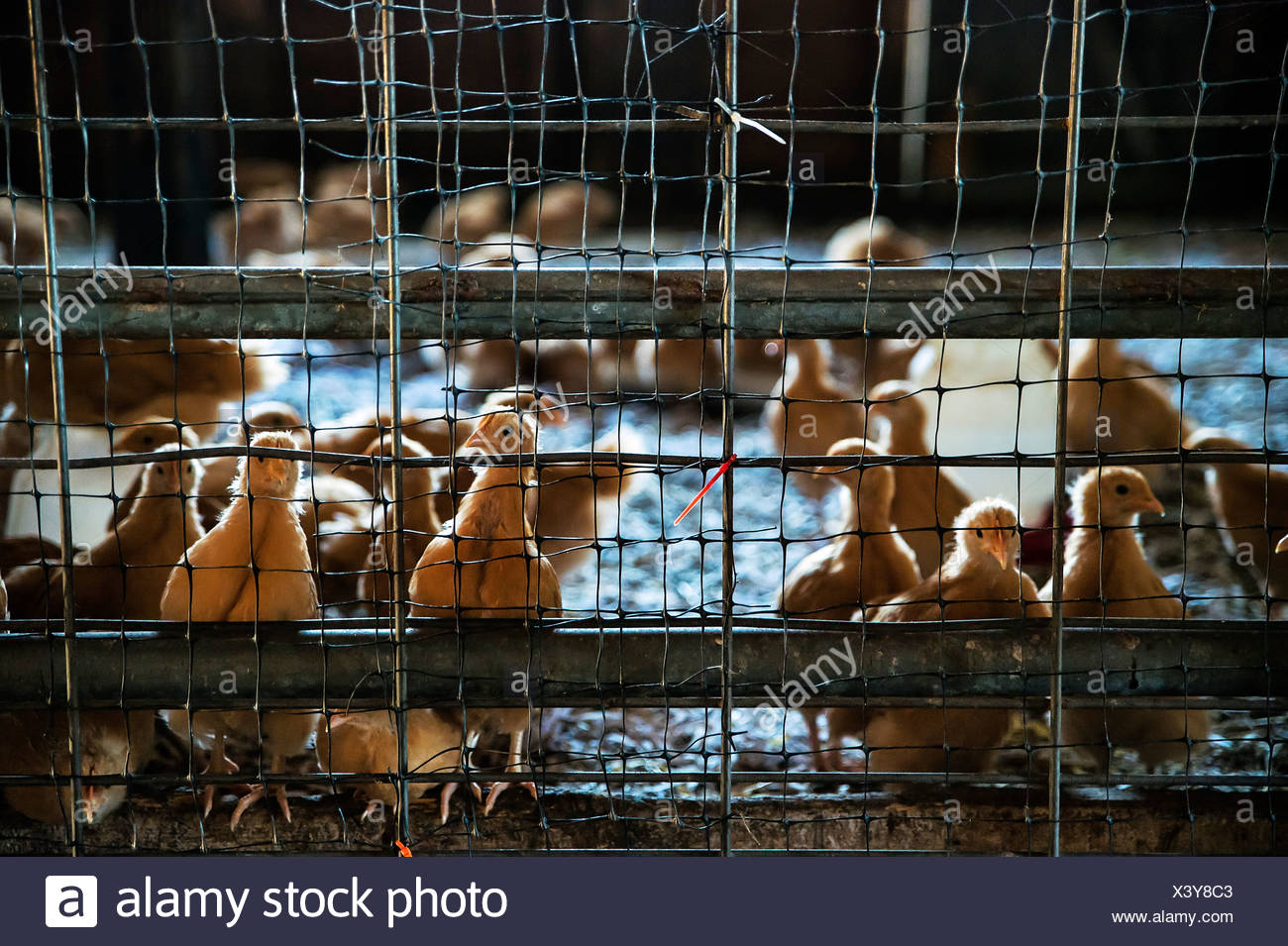 Chicken House High Resolution Stock Photography and Images - Alamy