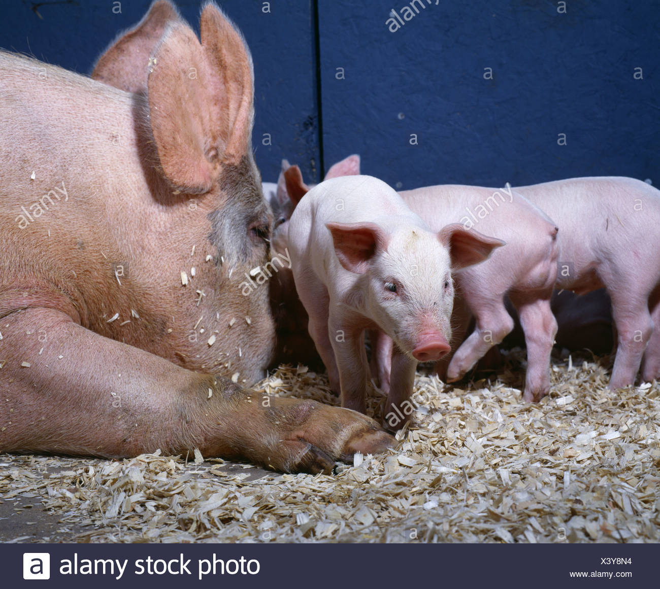 Yorkshire Hampshire Pig Stock Photos & Yorkshire Hampshire Pig Stock ...