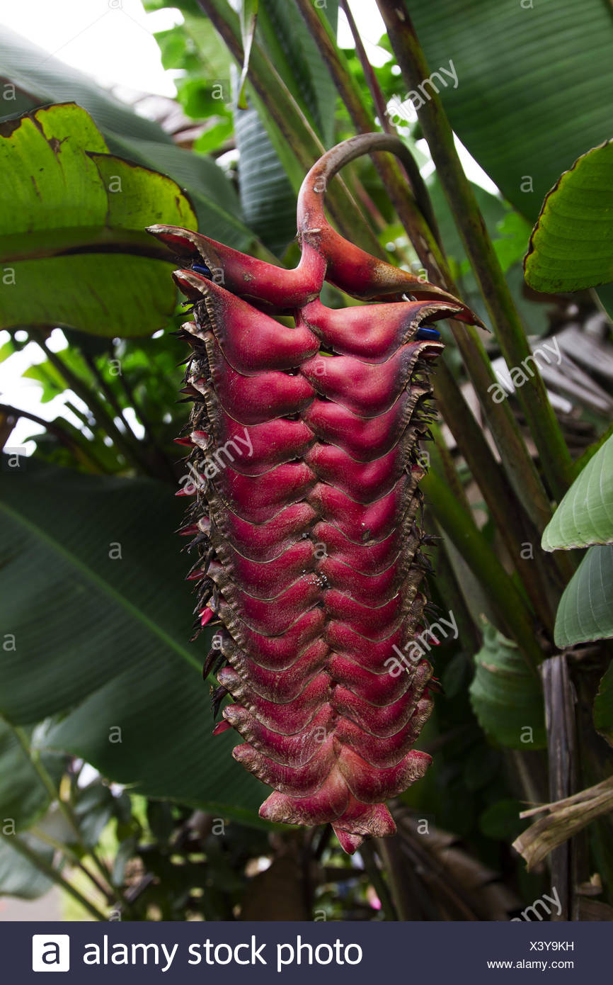 Dead Hummingbird High Resolution Stock Photography and Images - Alamy