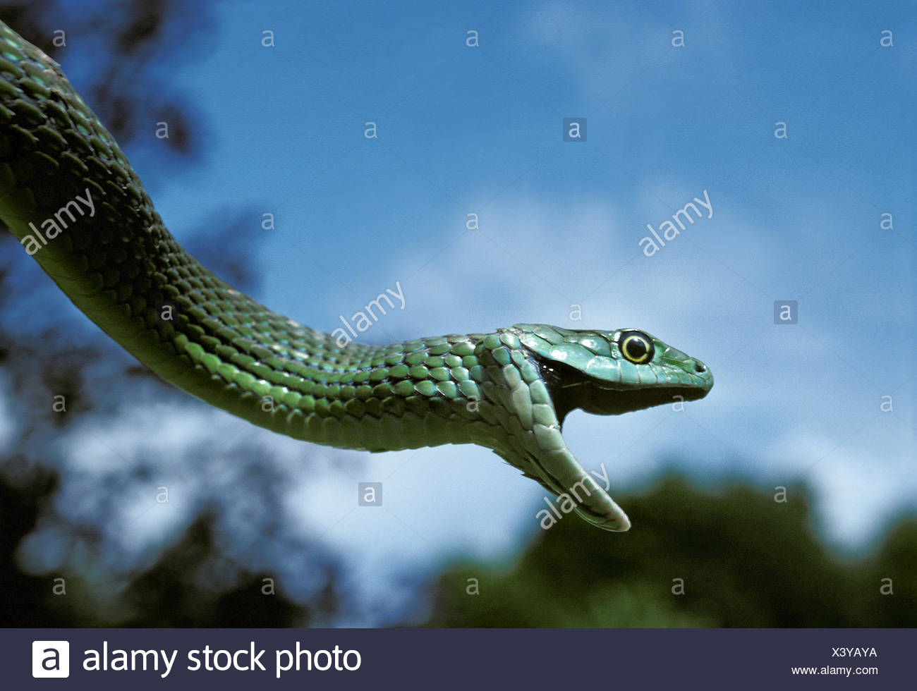 Hanging Snake High Resolution Stock Photography and Images - Alamy