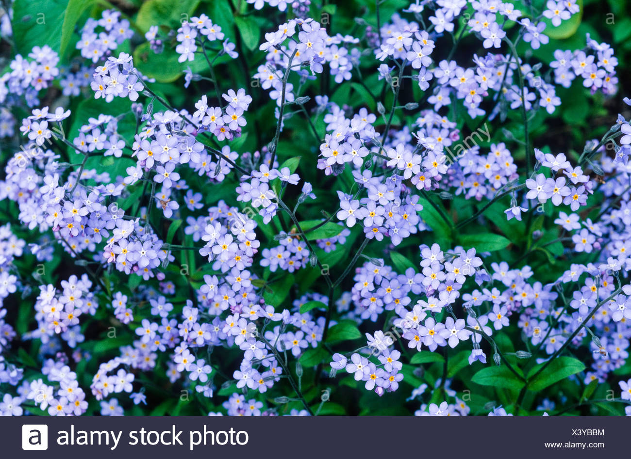 Alaska Forget Me Not Stock Photos & Alaska Forget Me Not Stock Images ...