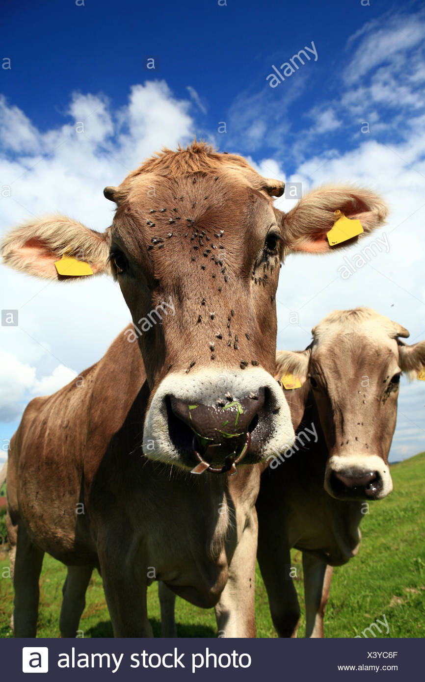 Alp Cows High Resolution Stock Photography and Images - Alamy