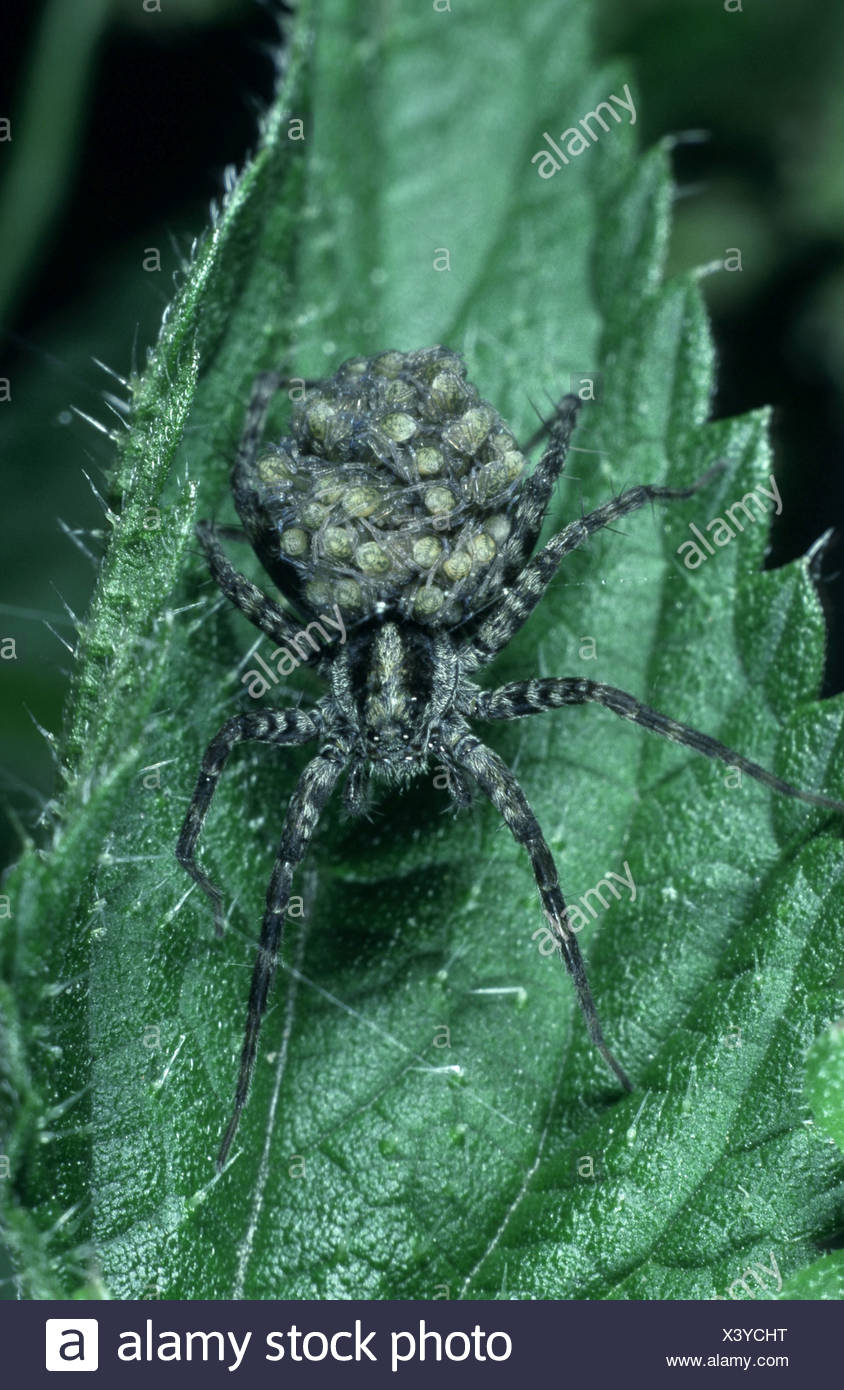 Baby Wolf Spider High Resolution Stock Photography and Images - Alamy