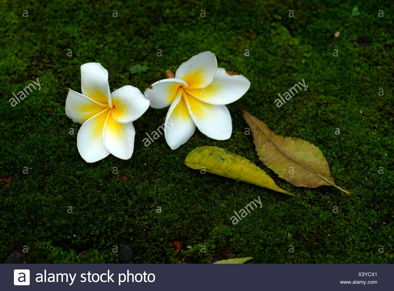 Plumeria Frangipani Tree High Resolution Stock Photography and Images ...