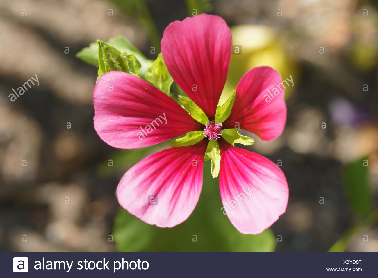 Malope Trifida High Resolution Stock Photography and Images - Alamy