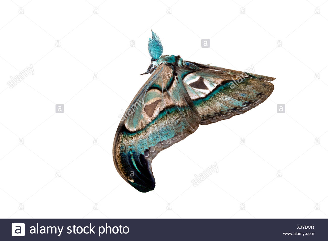 Giant Atlas High Resolution Stock Photography and Images - Alamy