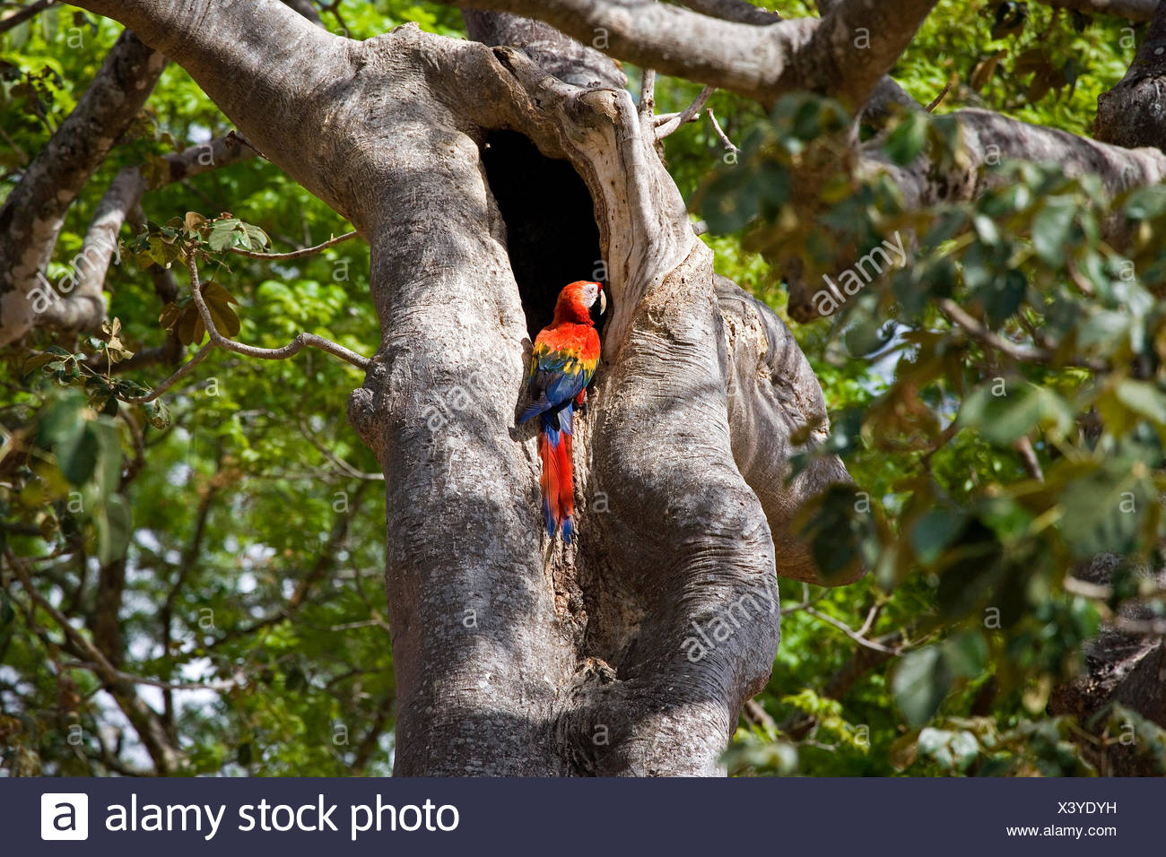 Scarlet Macaw Nest High Resolution Stock Photography and Images - Alamy