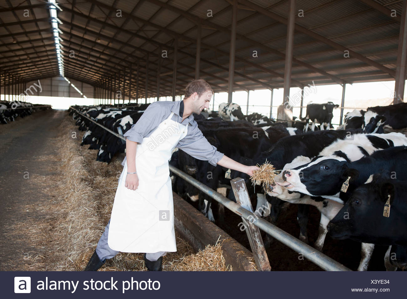 Dairy Stock Photos & Dairy Stock Images - Alamy