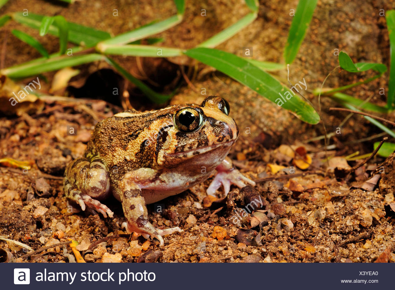Indian Adaptation High Resolution Stock Photography and Images - Alamy