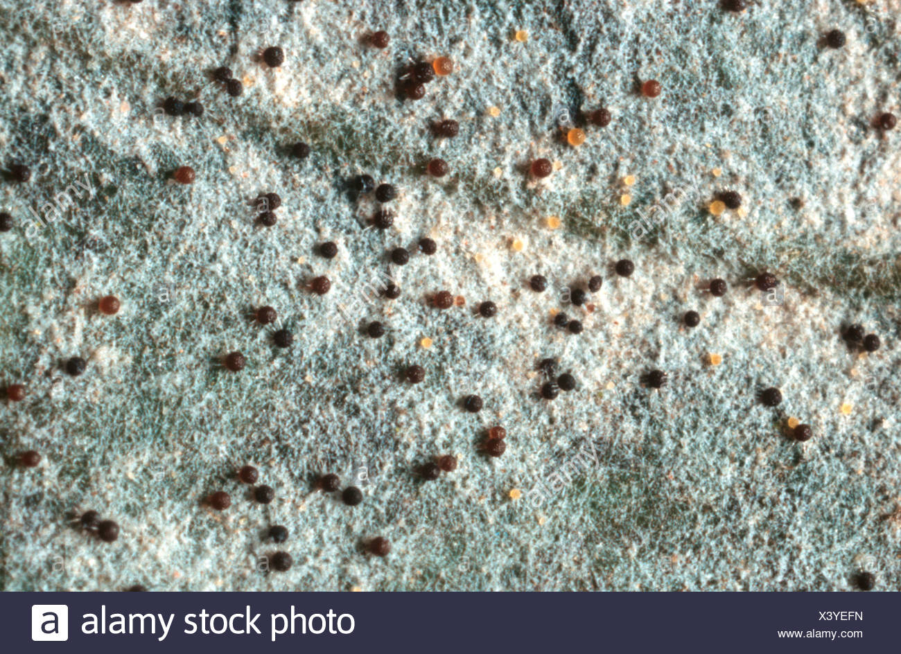 Oak Illness High Resolution Stock Photography and Images - Alamy