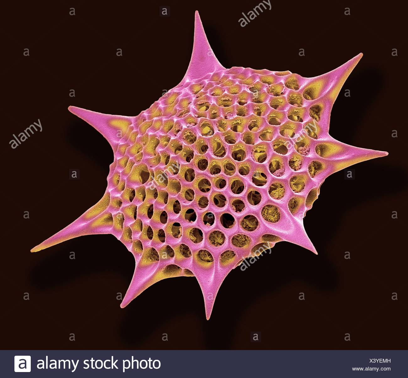 Protozoans High Resolution Stock Photography and Images - Alamy