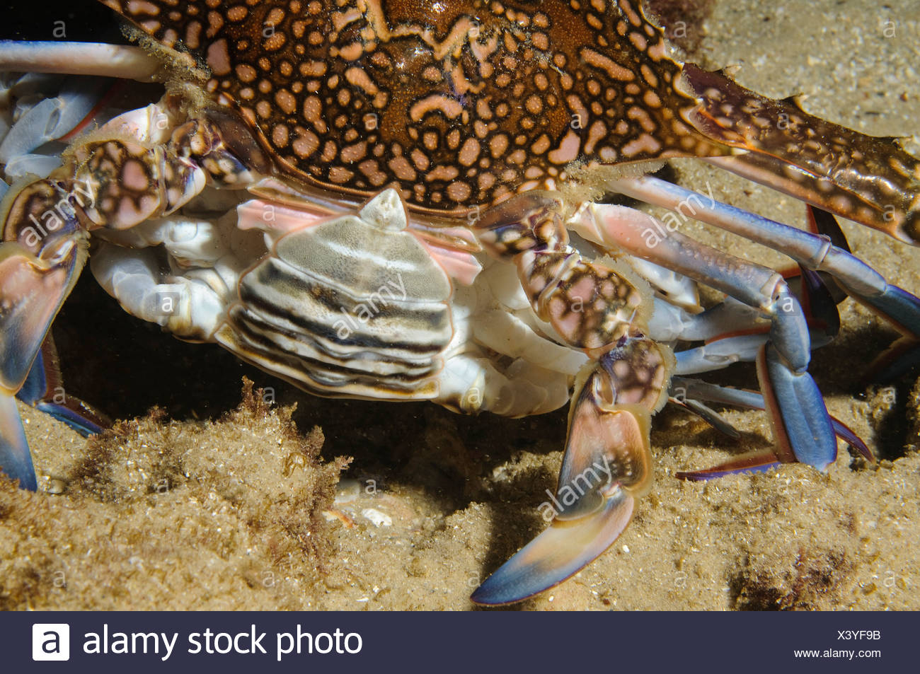 Portunus Pelagicus Crab High Resolution Stock Photography and Images ...
