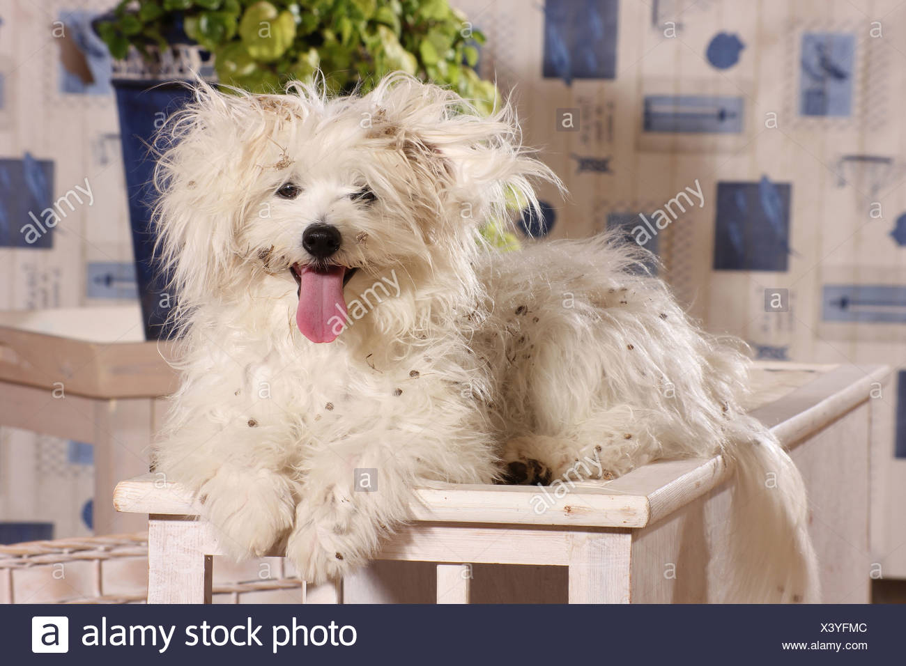 Bur Dog High Resolution Stock Photography and Images - Alamy