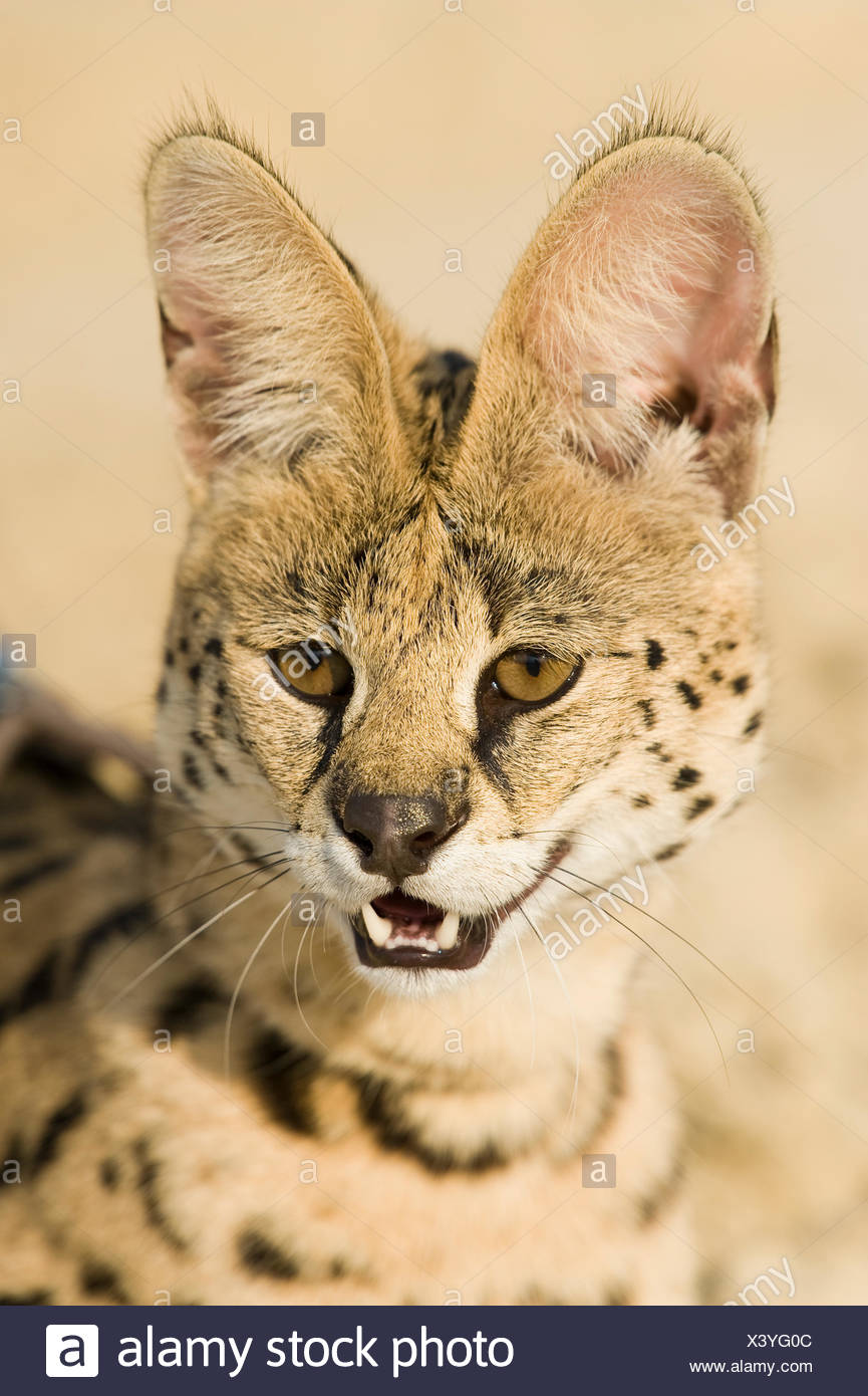 Serval Cat Skin High Resolution Stock Photography and Images - Alamy
