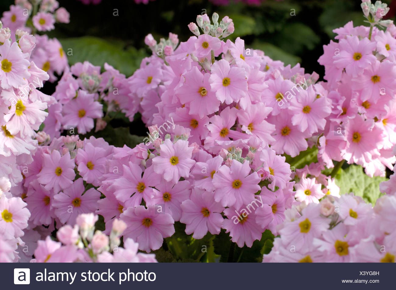 Fairy Primrose High Resolution Stock Photography and Images - Alamy