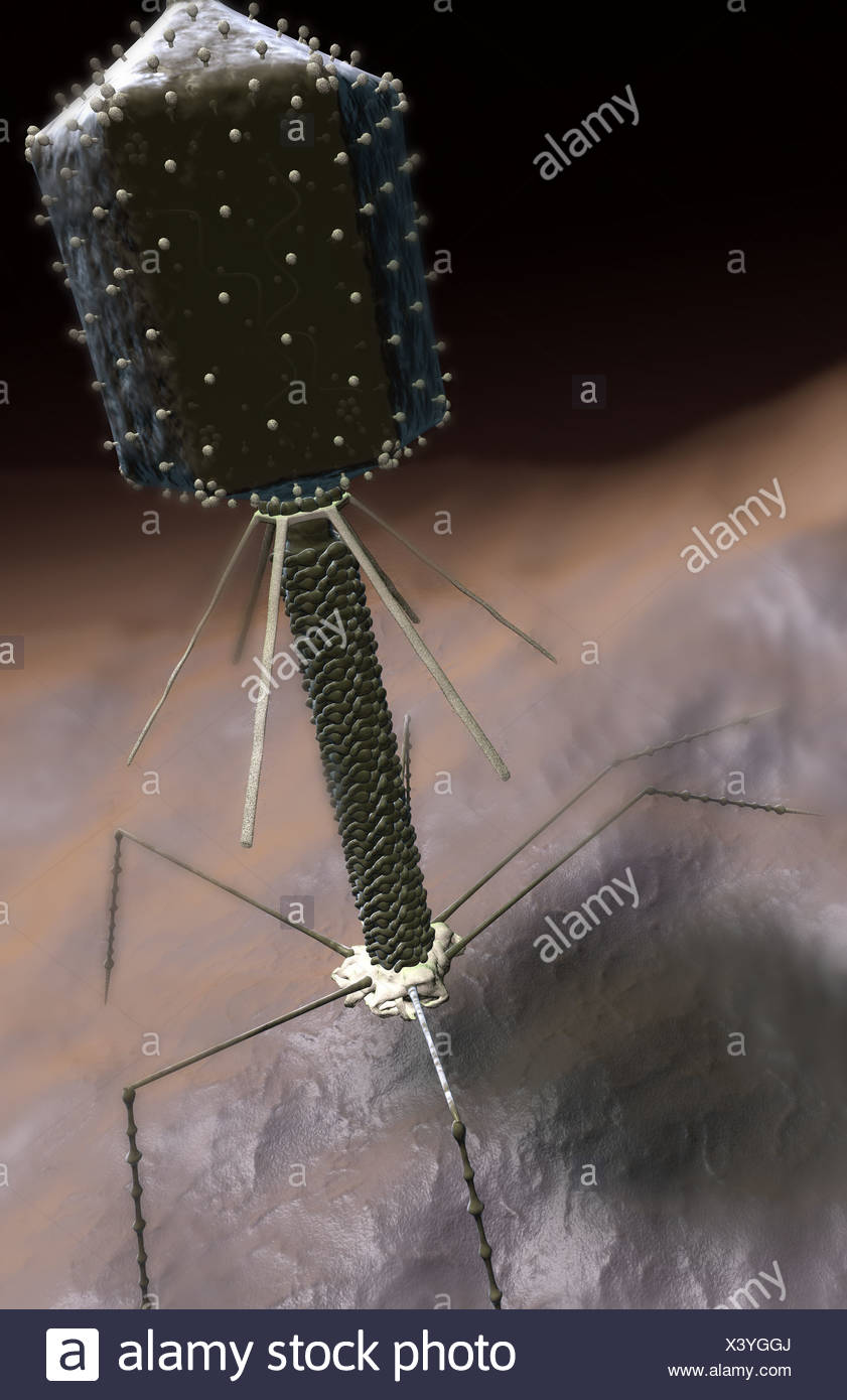 Bacteriophage High Resolution Stock Photography and Images - Alamy