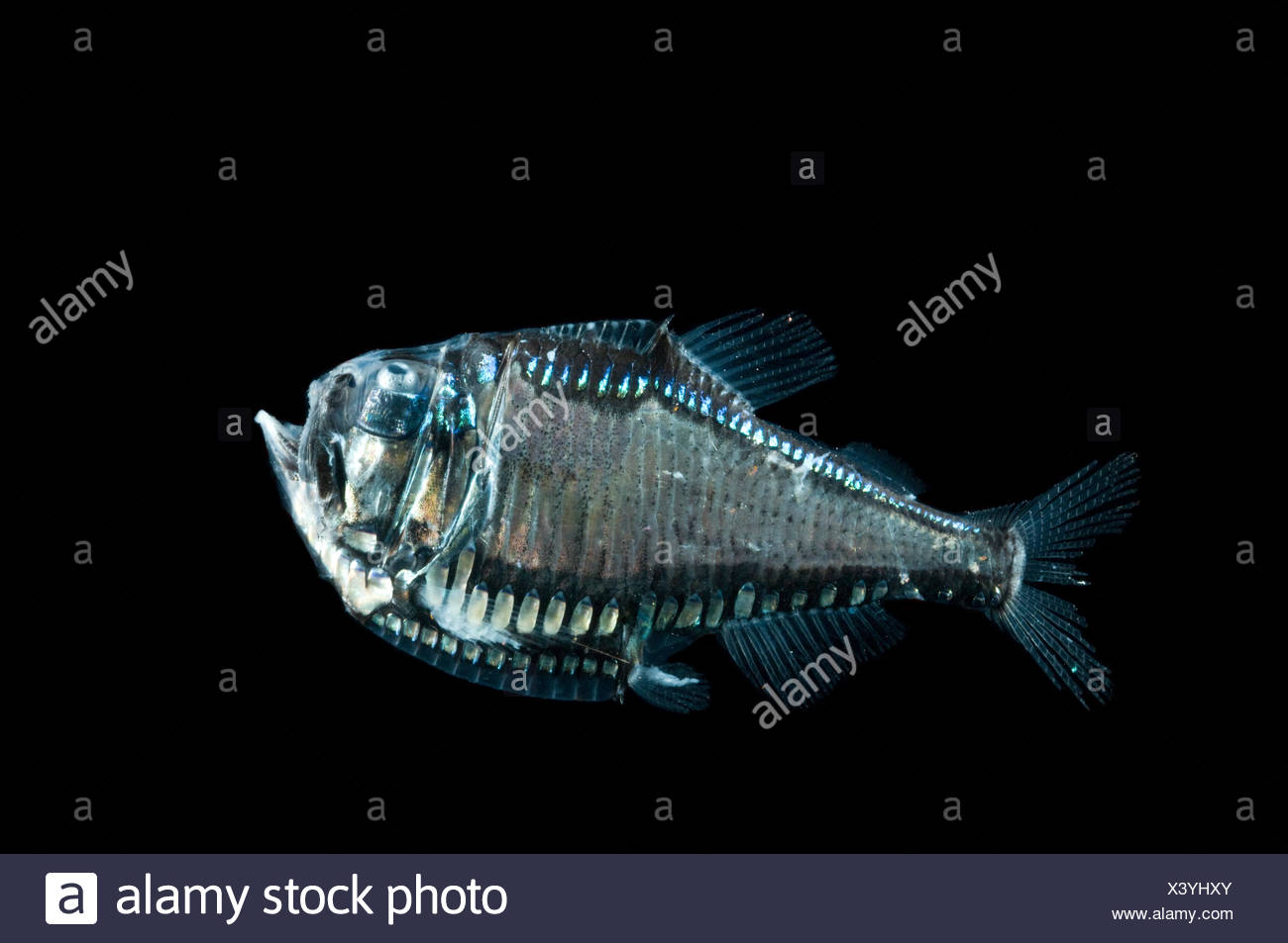 Silver Side Up High Resolution Stock Photography and Images - Alamy