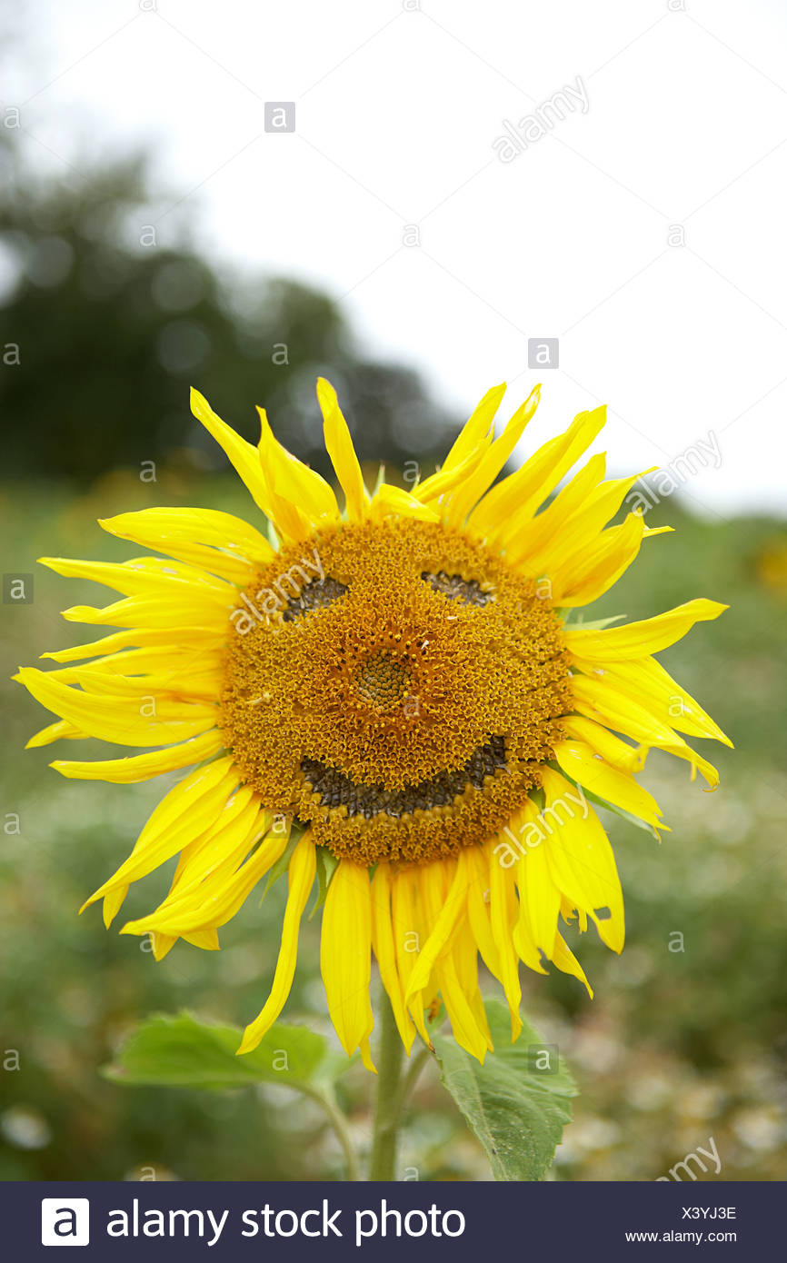 Smiley Face Sunflower High Resolution Stock Photography and Images - Alamy