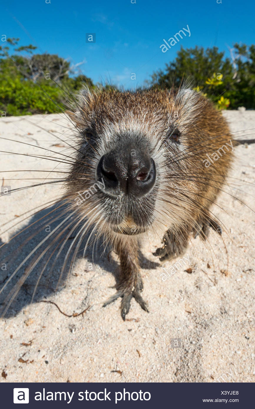 Jutia Cuba High Resolution Stock Photography and Images - Alamy