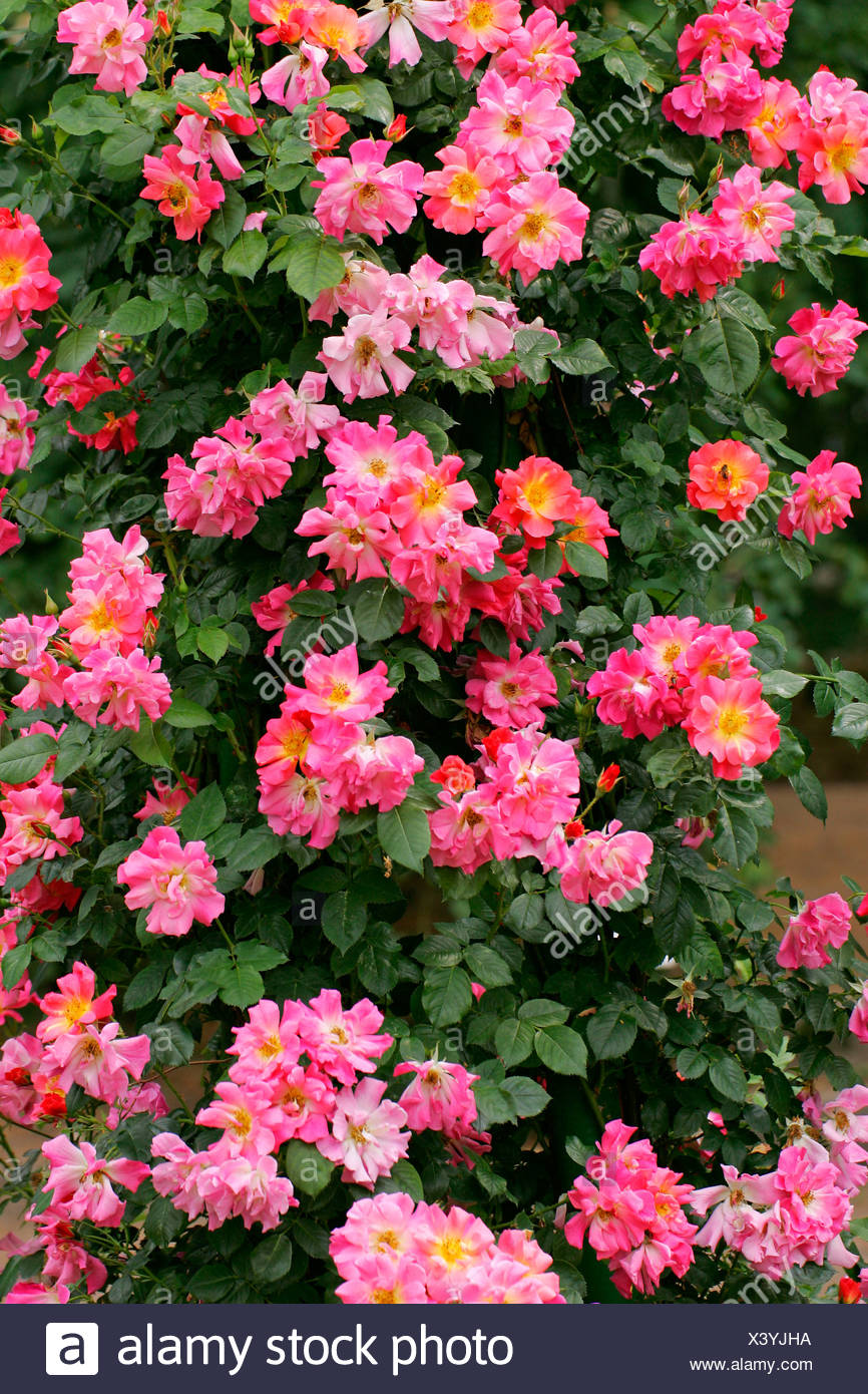 Upright Shrub Rose High Resolution Stock Photography and Images - Alamy