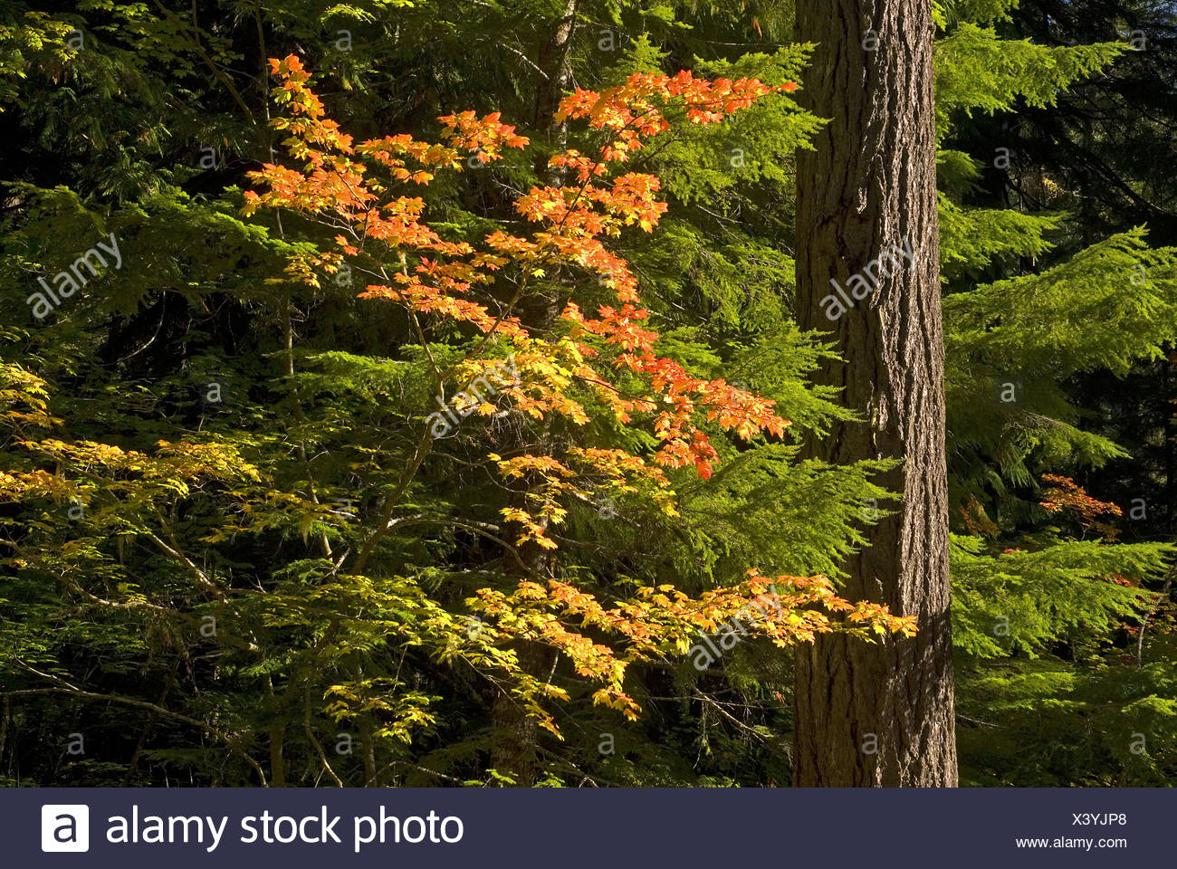 Trunk Douglas Fir Tree Washington Stock Photos & Trunk Douglas Fir Tree ...