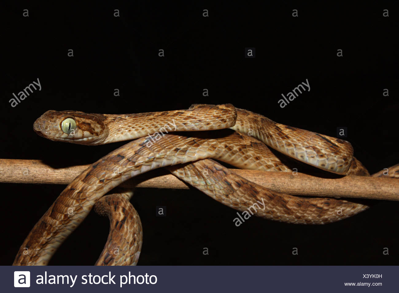 Common Cat High Resolution Stock Photography and Images - Alamy