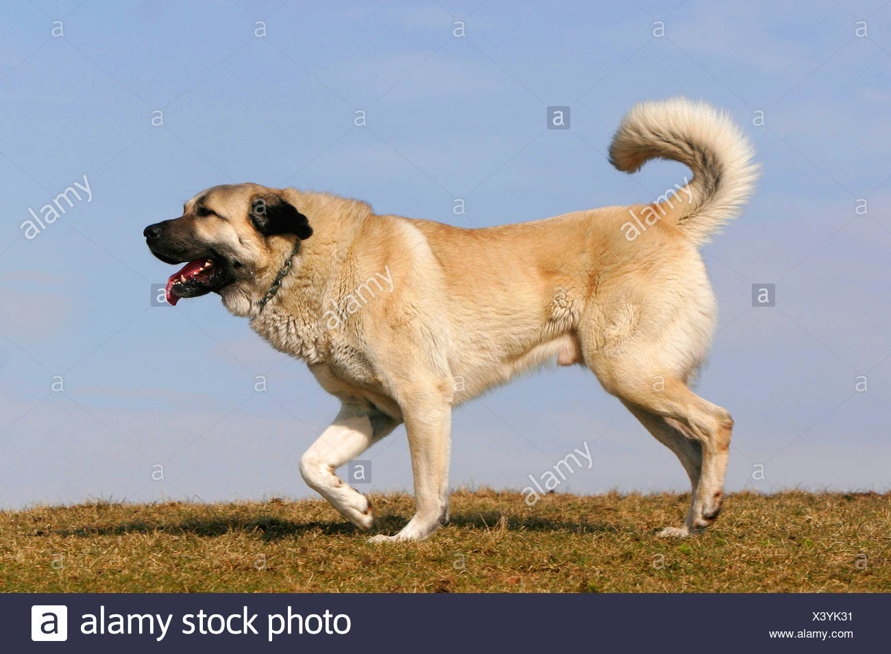 Kangal Dog High Resolution Stock Photography and Images - Alamy