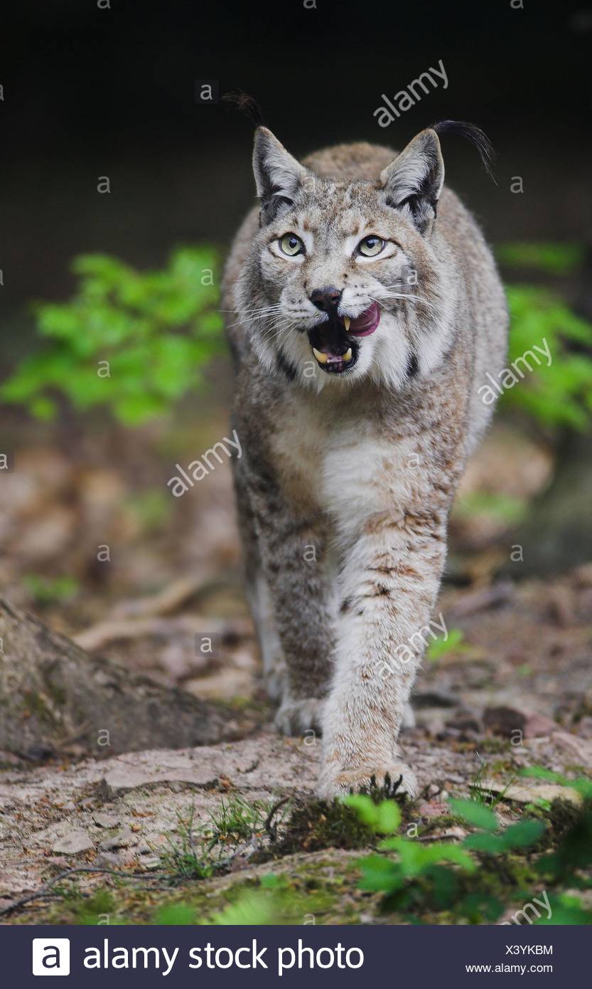 Hissing Tree High Resolution Stock Photography and Images - Alamy