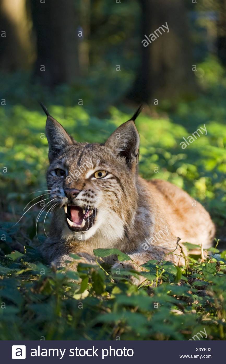 Hissing Tree Stock Photos & Hissing Tree Stock Images - Alamy