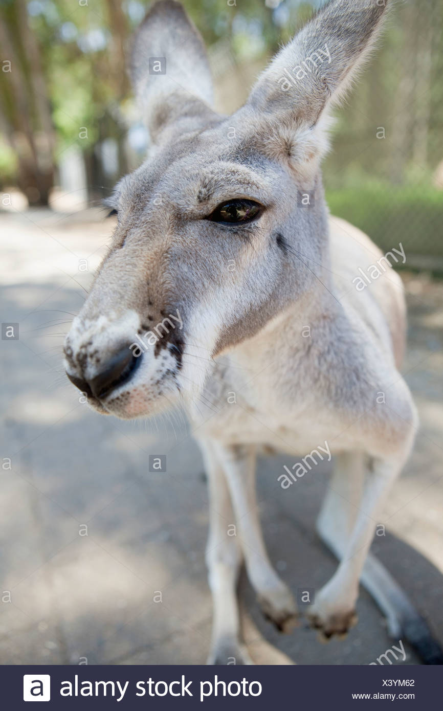 Kangaroo Head Stock Photos & Kangaroo Head Stock Images - Alamy