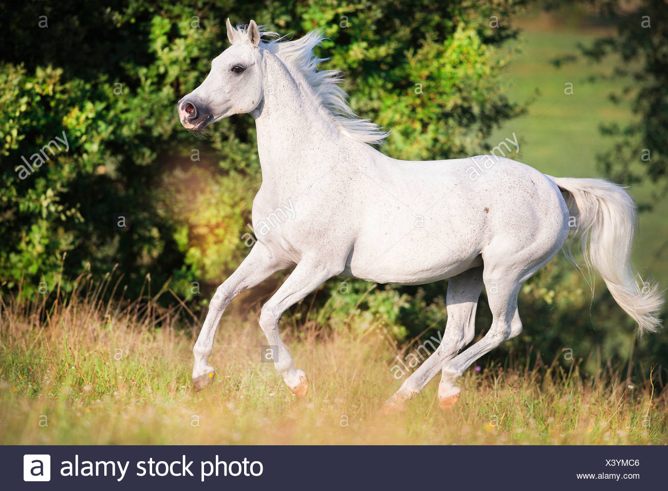 Anglo Arab High Resolution Stock Photography and Images - Alamy