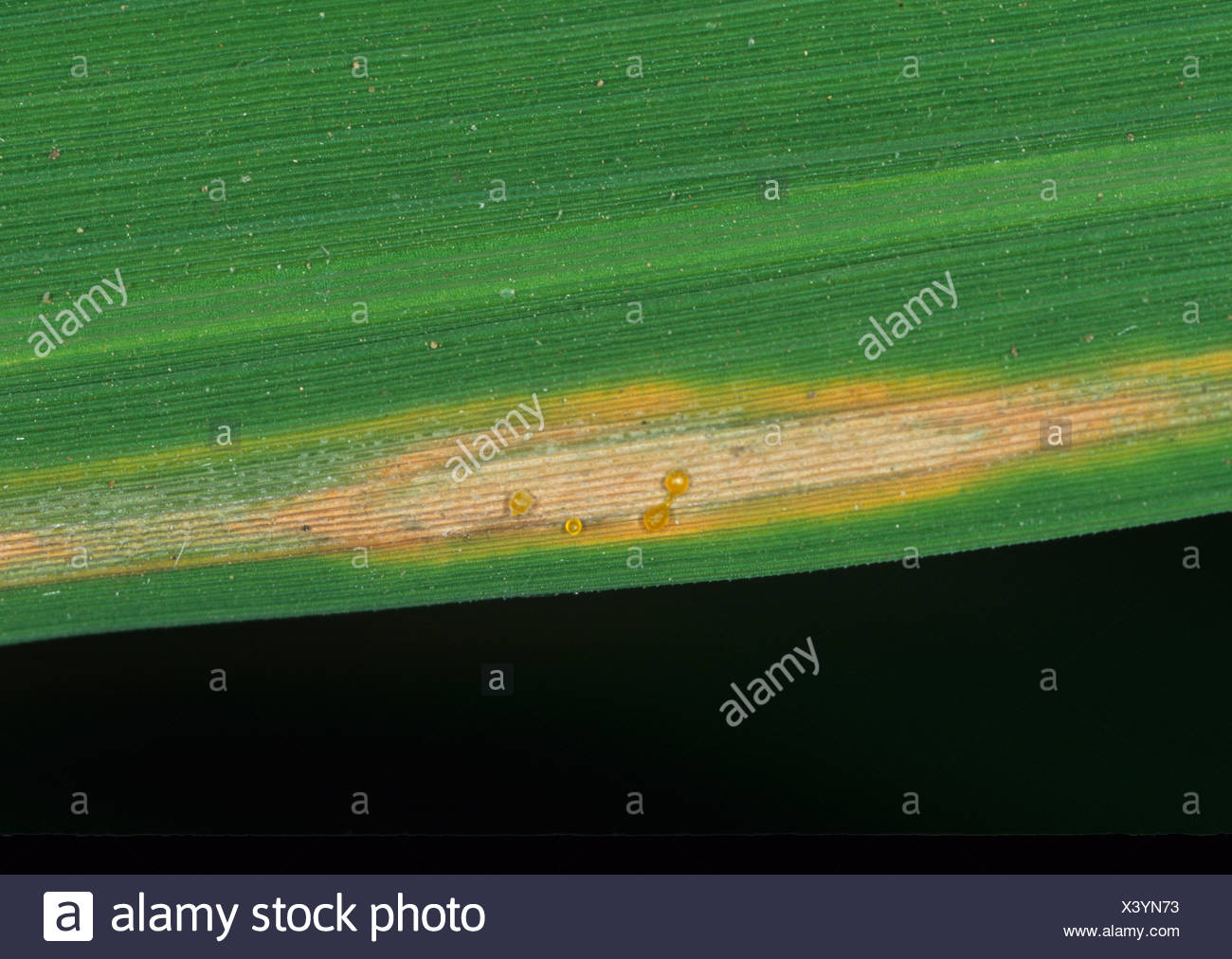 Xanthomonas High Resolution Stock Photography and Images - Alamy