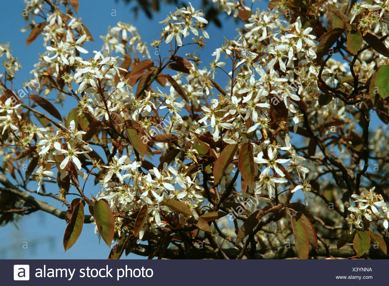 Dwarf Serviceberry High Resolution Stock Photography and Images - Alamy