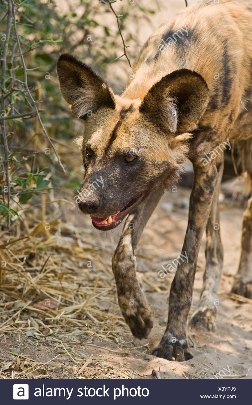African Bush Dog Stock Photos & African Bush Dog Stock Images - Alamy
